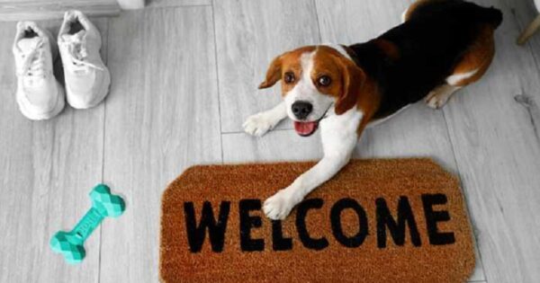 Five Ways To Make Sure Your New Pet Feels At Home - Pet Chicks