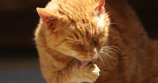 The Reasons That Your Cat is Losing Hair - Pet Chicks