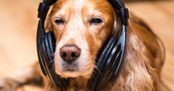 What Are The Advantages Of Music For Dogs - Pet Chicks