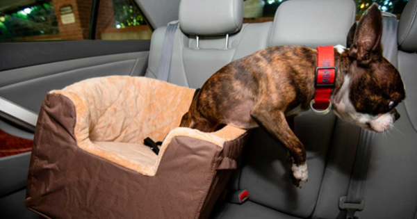 Maximizing Safety: Tips for Driving with Dogs - Pet Chicks