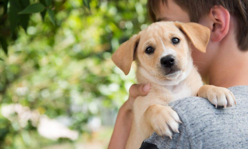 Discovering Your Perfect Puppy: From German Shepherds to Mini ...